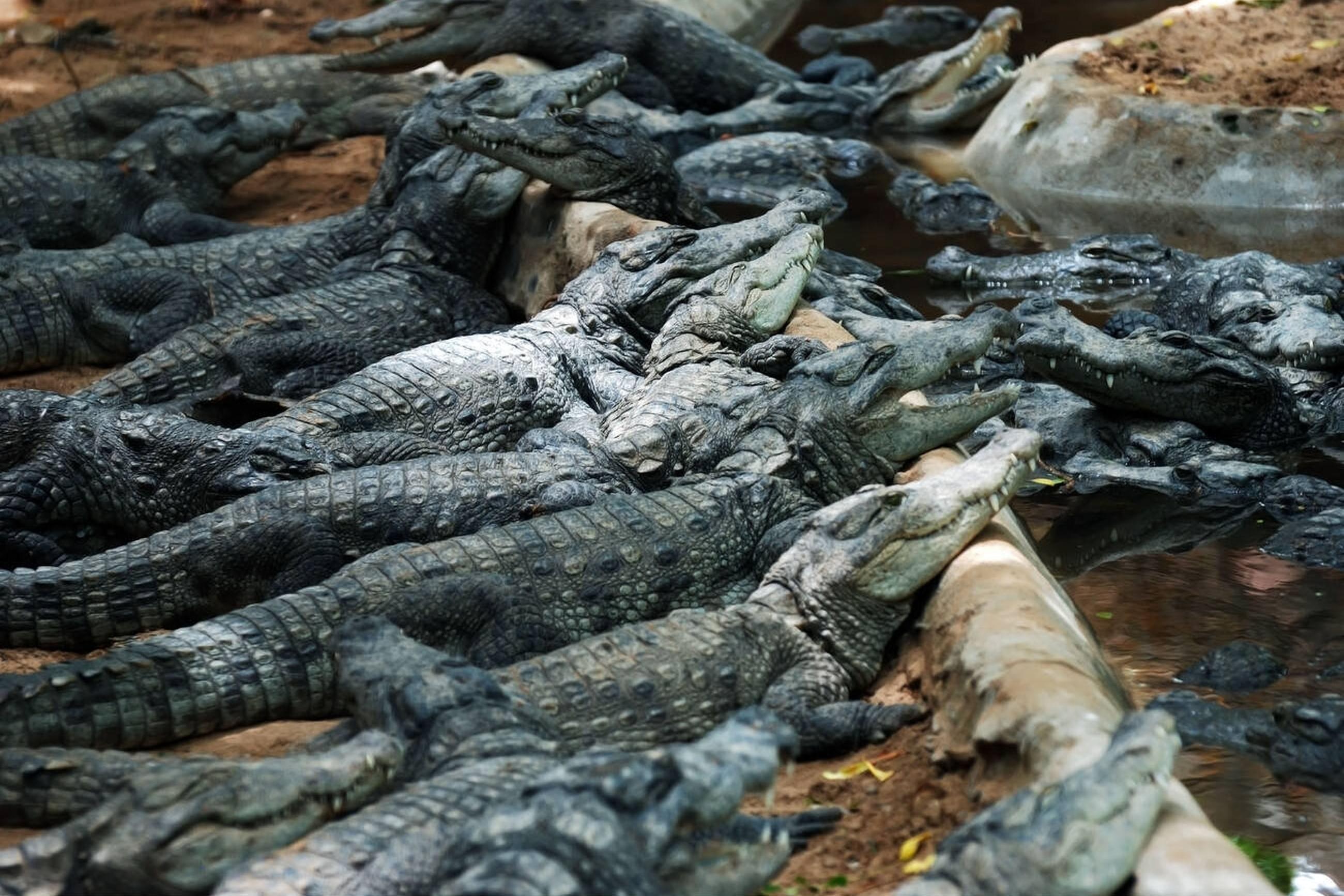 Madras Crocodile Bank Guided Walking Tour, Mahabalipuram