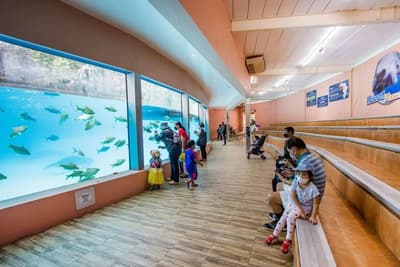 Safari World Bangkok Shows | Get Entertained By Wildlife Shows