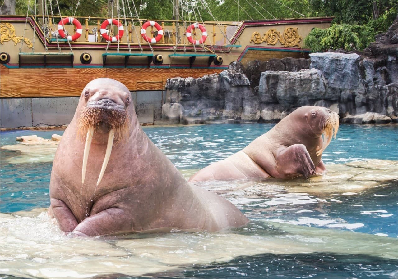 Safari World Bangkok Tickets | Book Now & Grab Best Deals!