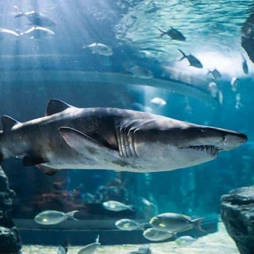 The Ultimate Guide to Visiting Georgia Aquarium Atlanta