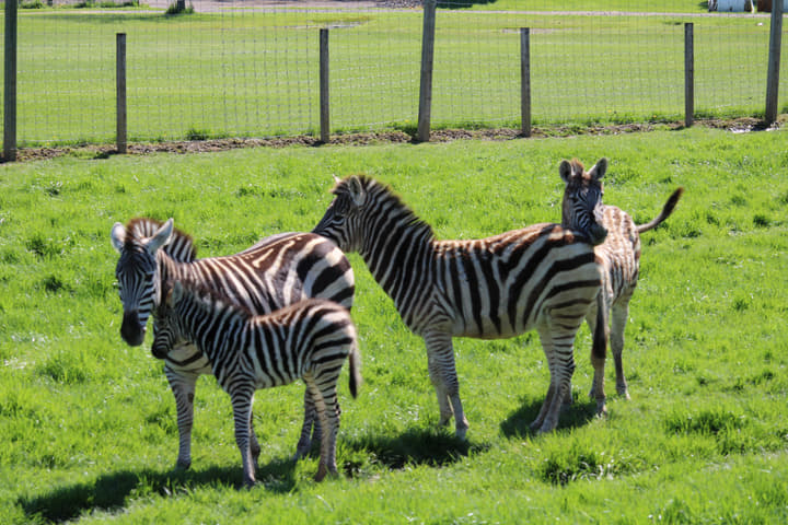 8 Zoos In Ohio | Know & Learn About The Wildlife Conservation