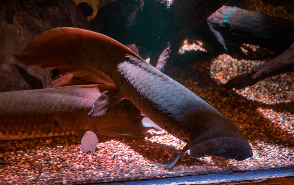 Ballarat Wildlife Park Animals | Close Encounter With The Wildlife