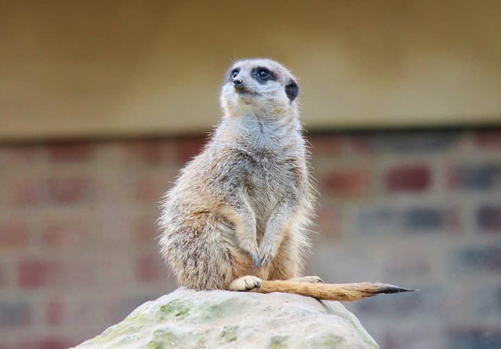 9 Zoos In London For An Amazing Wildlife Experience