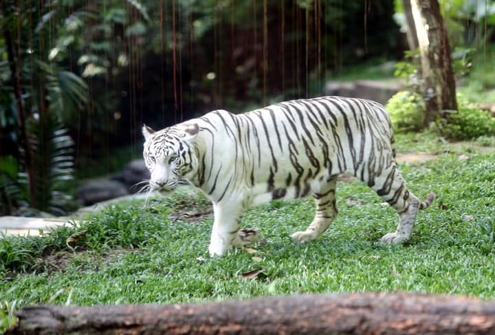 Discover Exotic Wildlife at Sunway Lagoon's Wildlife Park!
