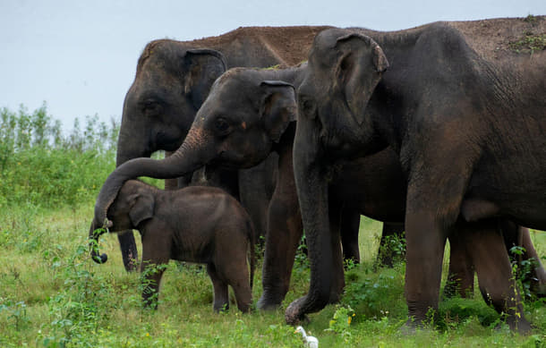 25 Wildlife Sanctuaries in Kerala One Must Visit In 2025!