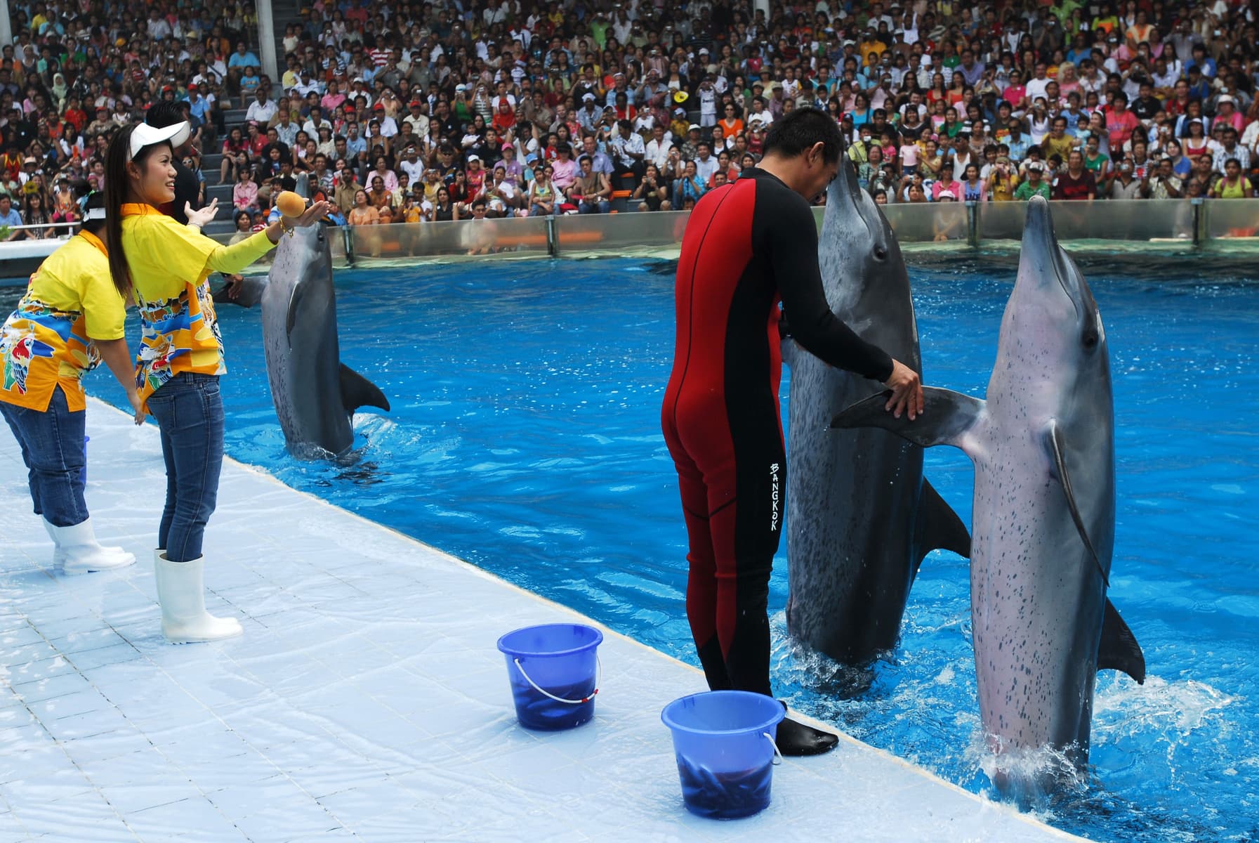 Plan And Visit Dolphin Bay Phuket & Witness Adorable Dolphins
