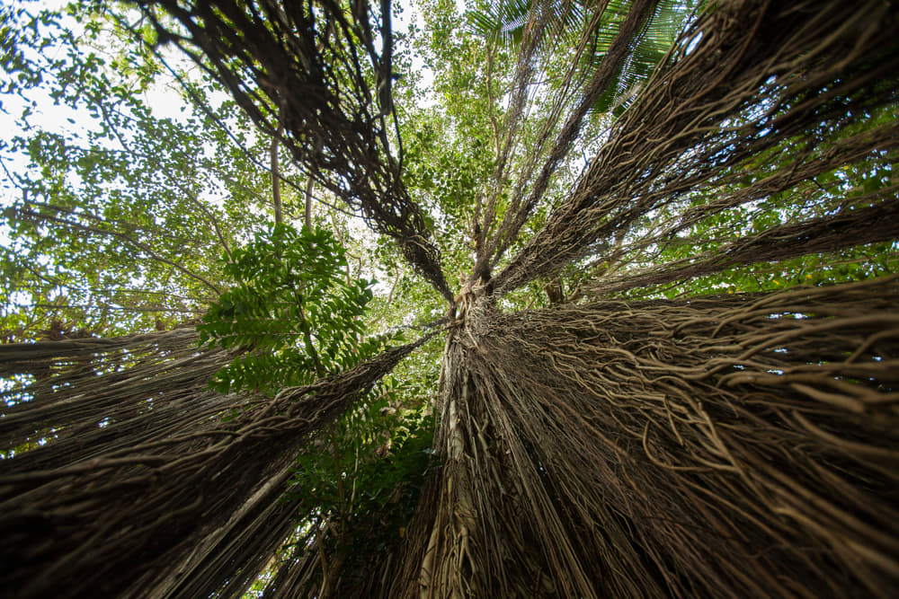 Dodda Alada Mara, Bangalore: How To Reach, Best Time & Tips