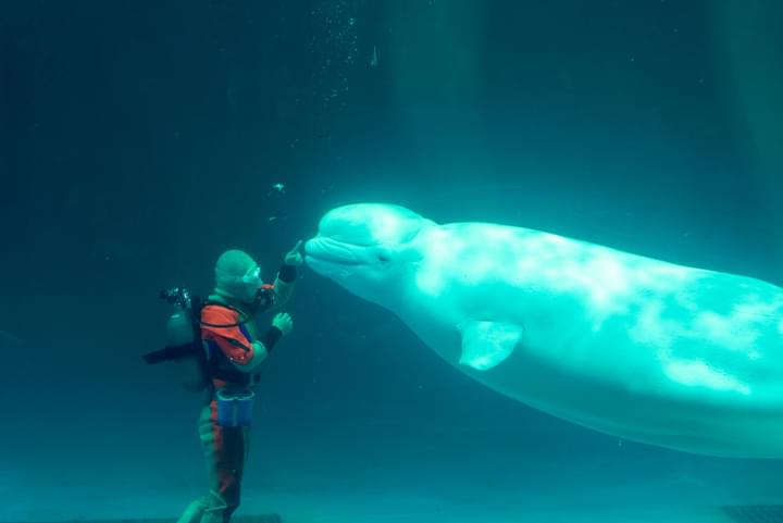8 Shows at Georgia Aquarium & Explore the Magic of Live Animal Shows