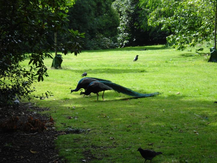 Holland Park | Witness The Amazing And Largest Park In London