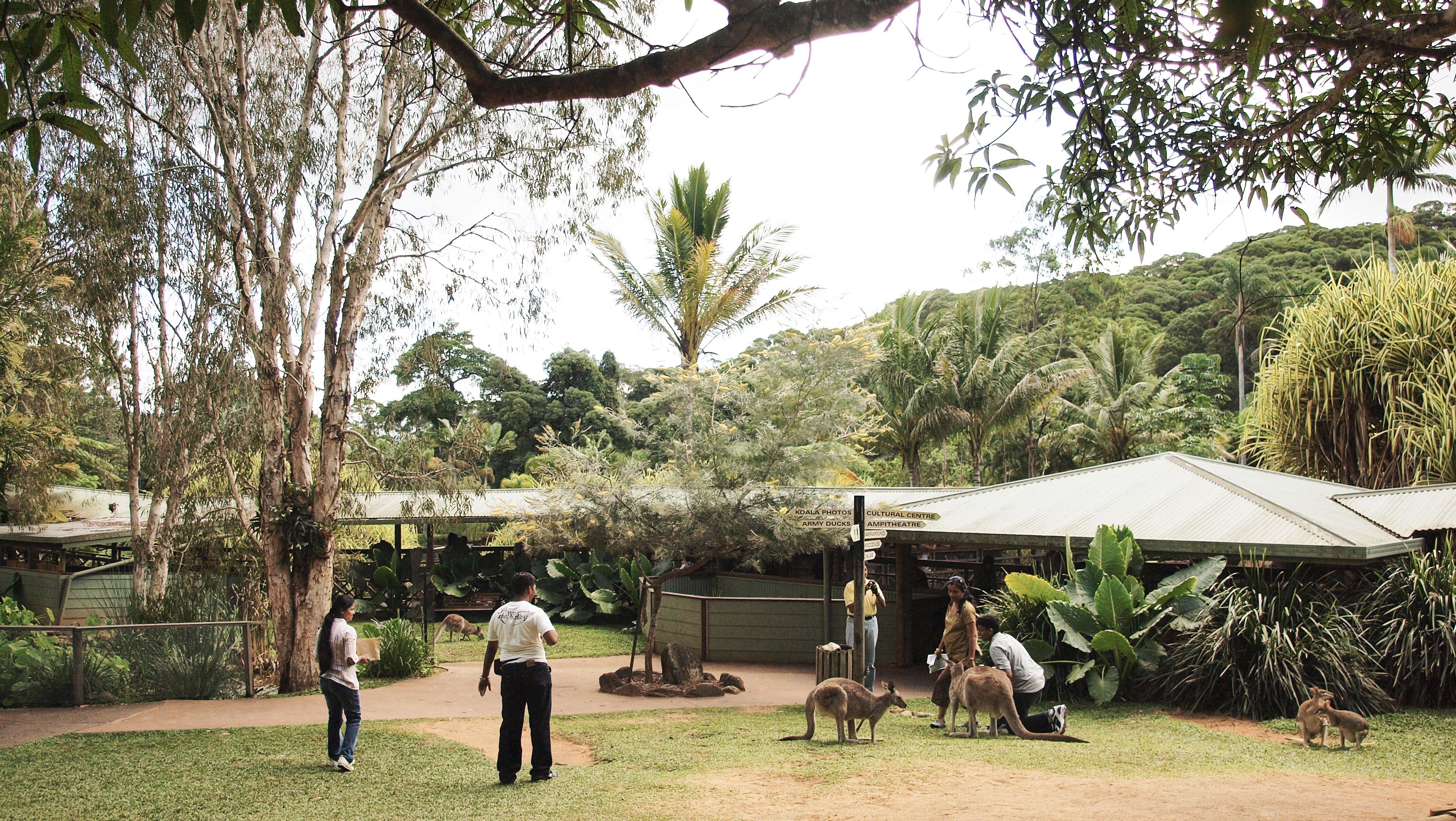 Kuranda Koala Gardens | Explore Australian Wildlife @ 40% Off