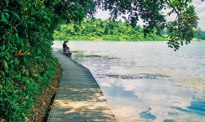 Mac Ritchie Reservoir Guide: Exploring Singapore's Enchanting Nature Oasis