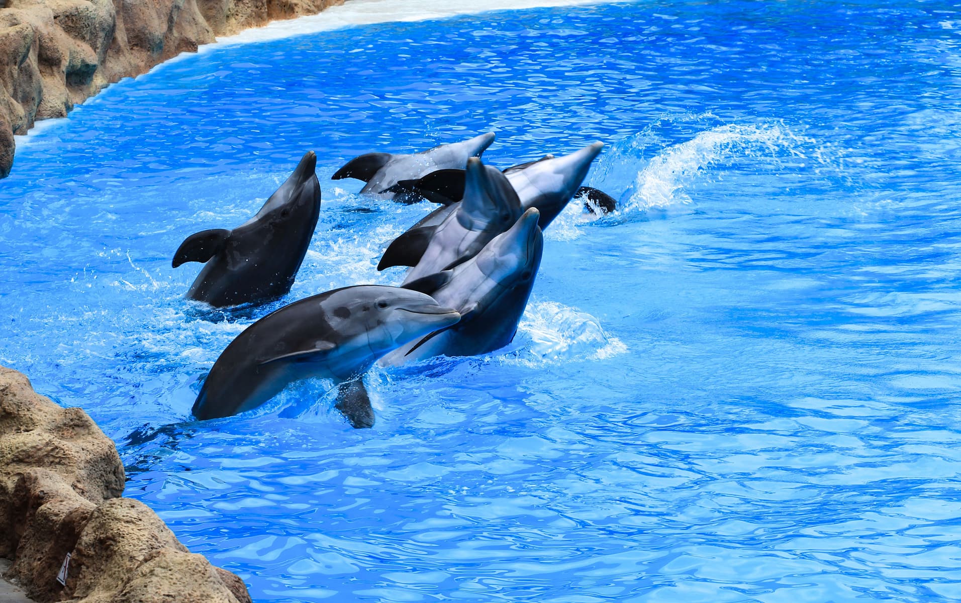 Plan And Visit Dolphin Bay Phuket & Witness Adorable Dolphins