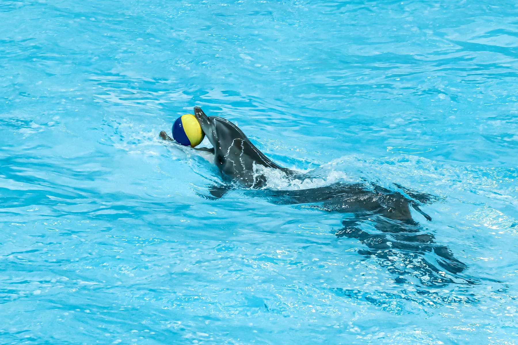 Dolphin Island Singapore | Discover the Wonders of Marine Life