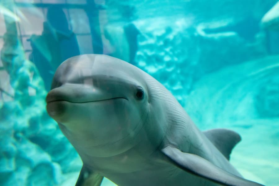 The Ultimate Guide to Visiting Georgia Aquarium Atlanta