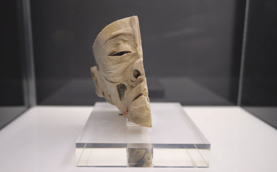 Human Body Exhibition Barcelona: The Ultimate Guide