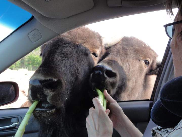 15 Drive-Through Zoos In USA | Witness The Amazing Wildlife