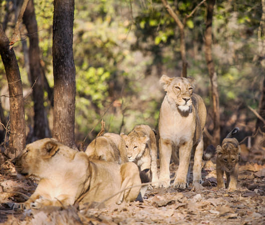 7 Places to Visit in Gir, Tourist Places & Top Attractions
