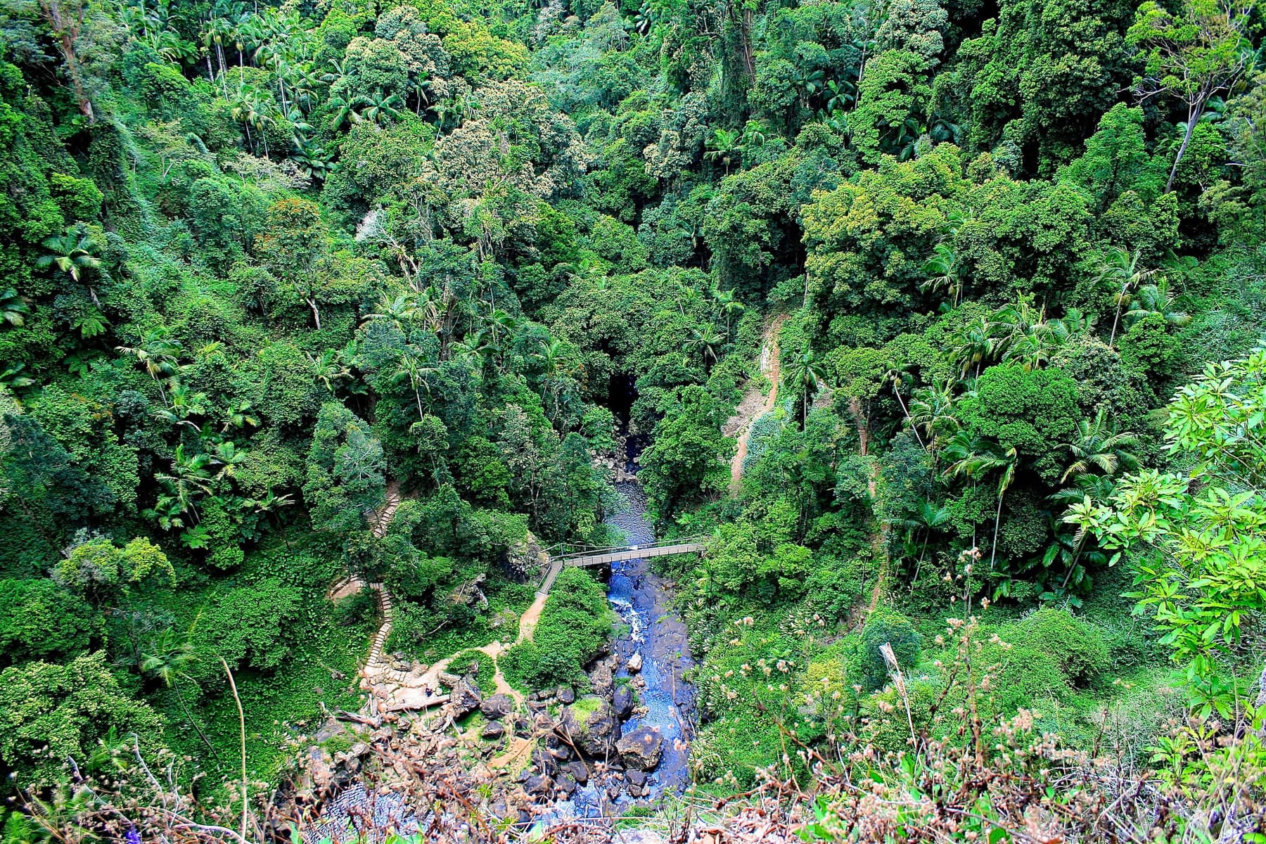 Springbrook National Park Tour | Explore The Lush Rainforests