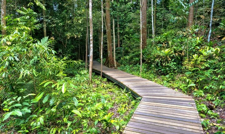 Mac Ritchie Reservoir Guide: Exploring Singapore's Enchanting Nature Oasis
