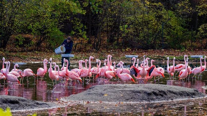 Mana Pools National Park, Zimbabwe | A True African Safari Experience