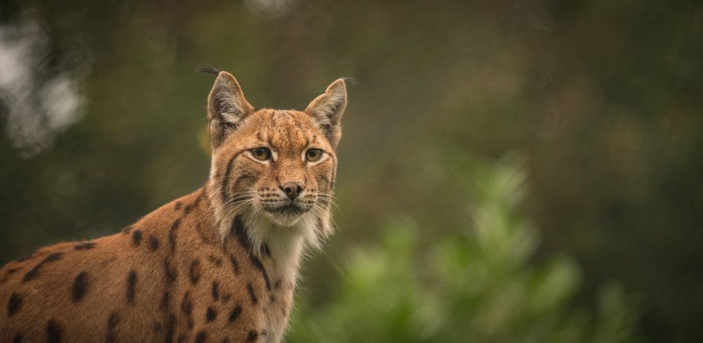 Discover the Top 7 Most Beautiful Zoos to Visit in Europe