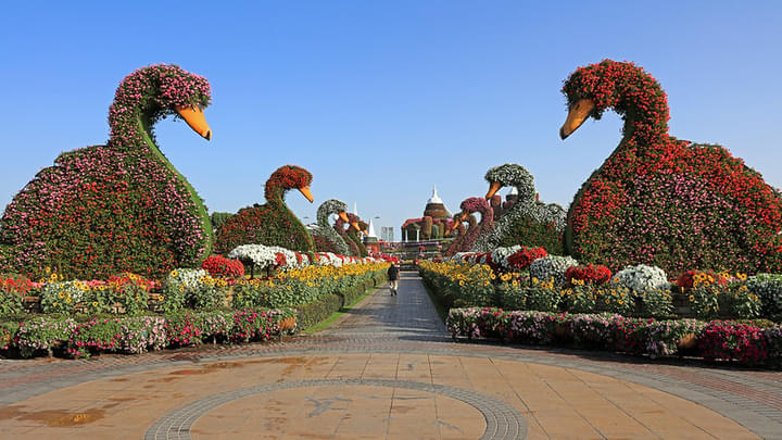 Inside Miracle Garden: Explore World's Stunning Floral Displays