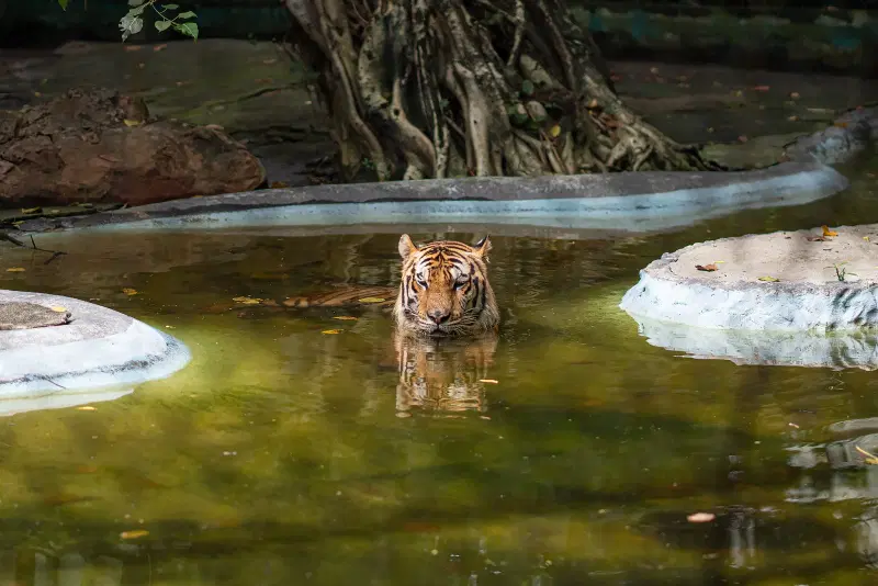 บัตรเข้าชมซาฟารีเวิลด์ กรุงเทพฯ | จองตอนนี้และรับข้อเสนอที่ดีที่สุด!