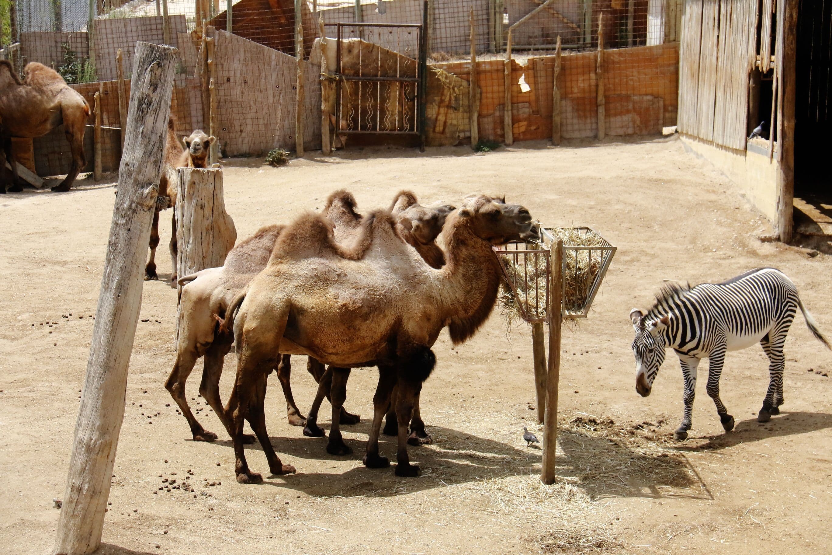 Lisbon Zoo: Explore Over 2000 Animals Of 350 Different Species