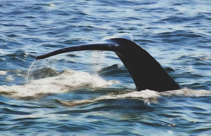 Silver Bank, Dominican Republic Whale Watching Tours