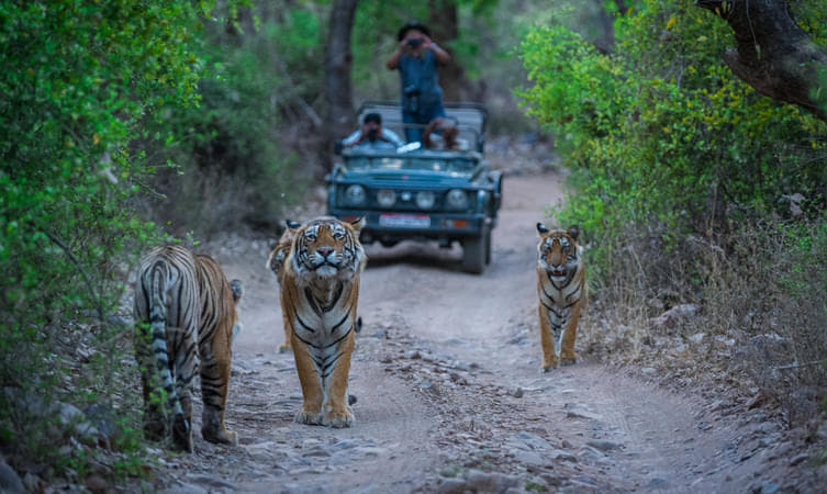 15 Places to Visit in Ranthambore, Tourist Places & Attractions