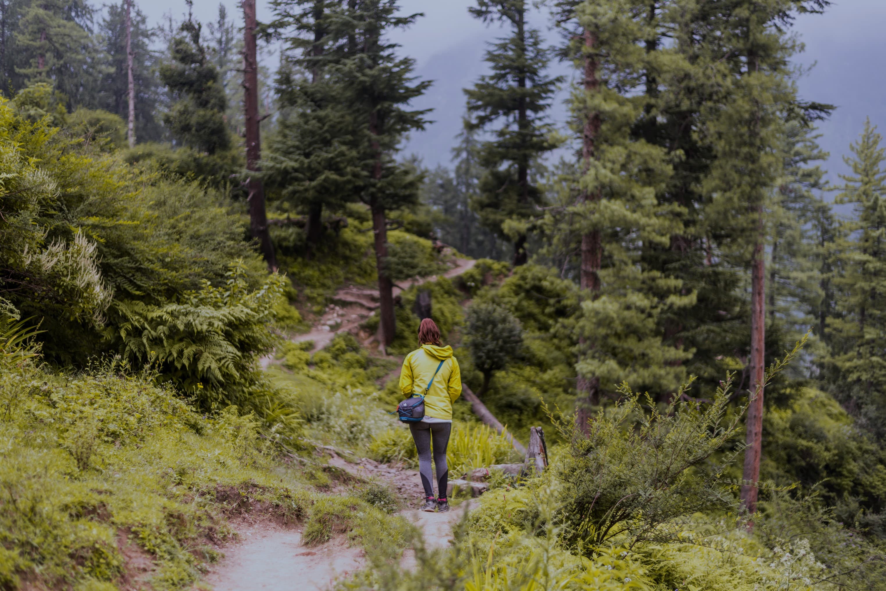 Upto 40% Off - Jibhi Tour Packages | Book Jibhi Packages Now